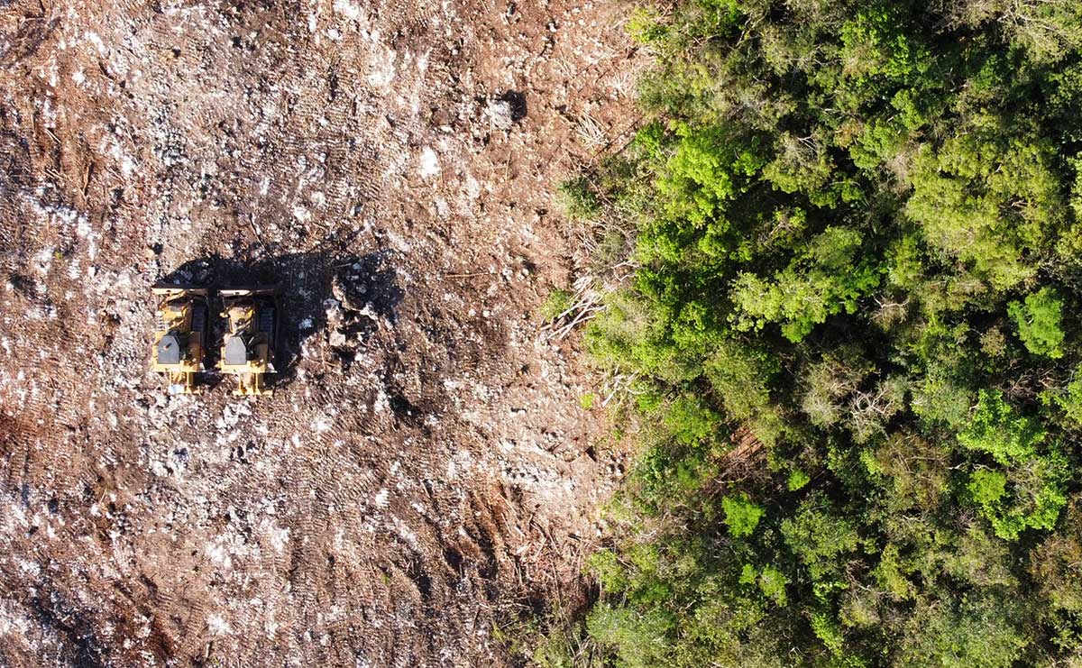 EL UNIVERSAL | Tren Maya y la devastación a su paso